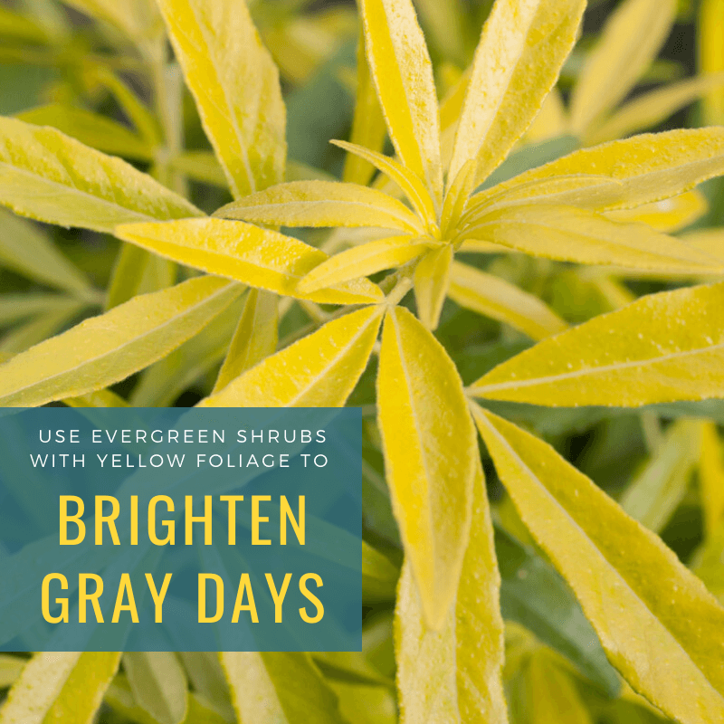 Yellow Evergreen Shrubs Brighten Winter Days