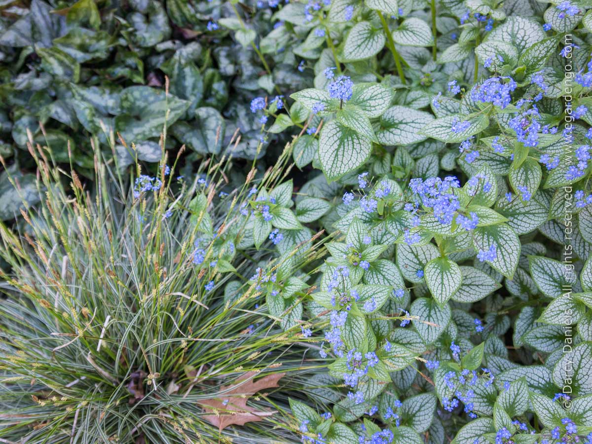 Green, Silver and Blue Foliage Combo as Groundcover