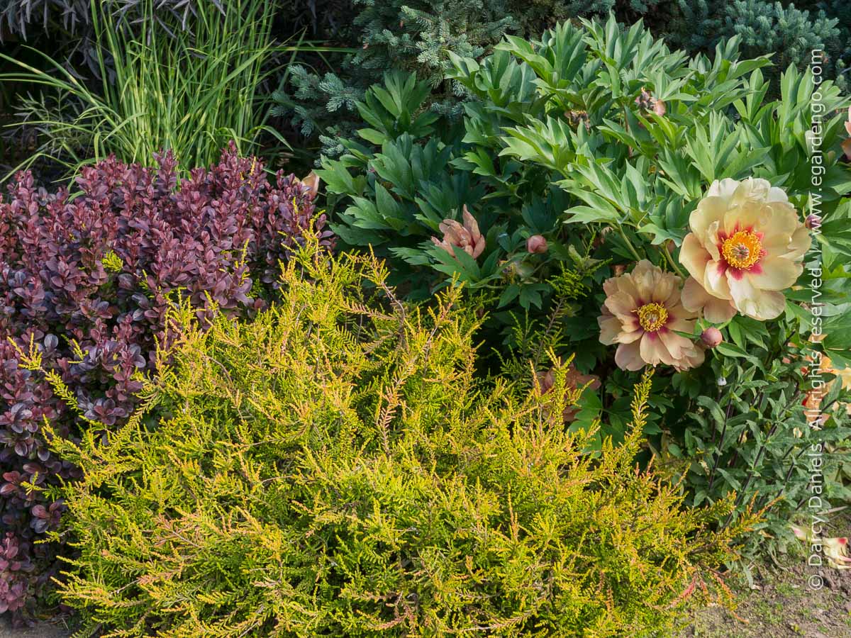 Mixed Border Combo With Misaka Itoh Peony