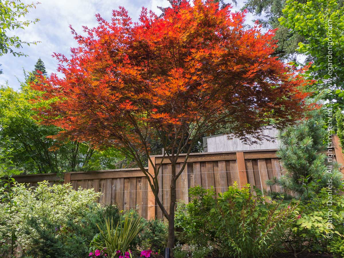 Acer palmatum Fireglow