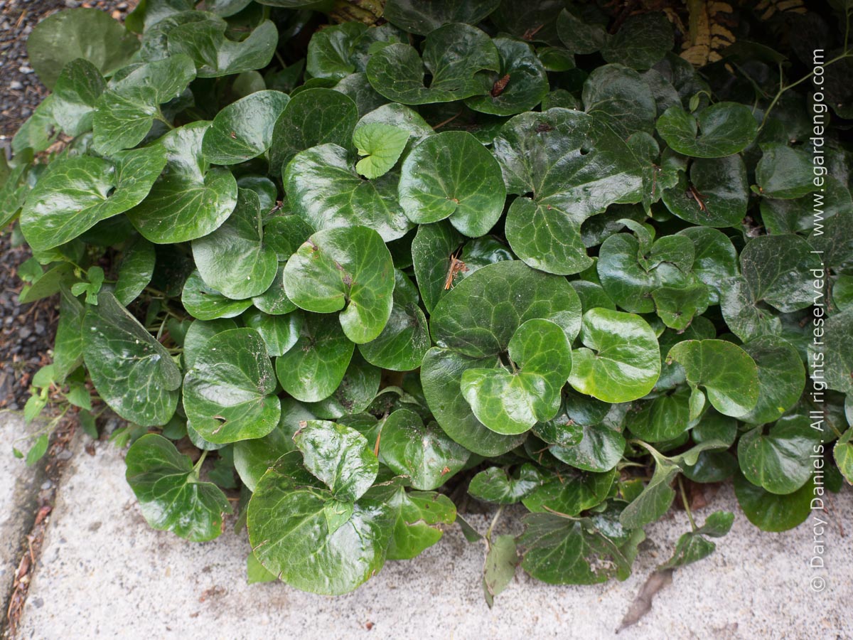 Asarum europaeum