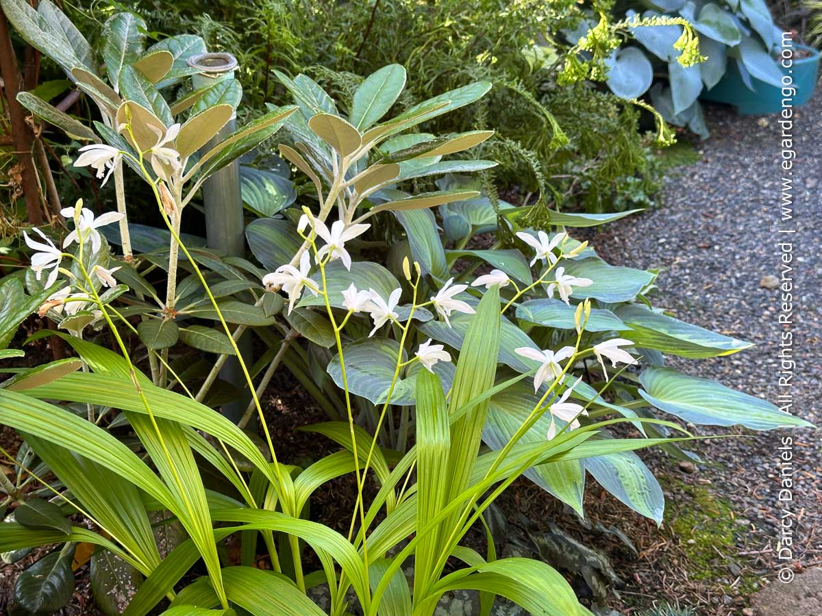 Bletilla striata 'Innocence'