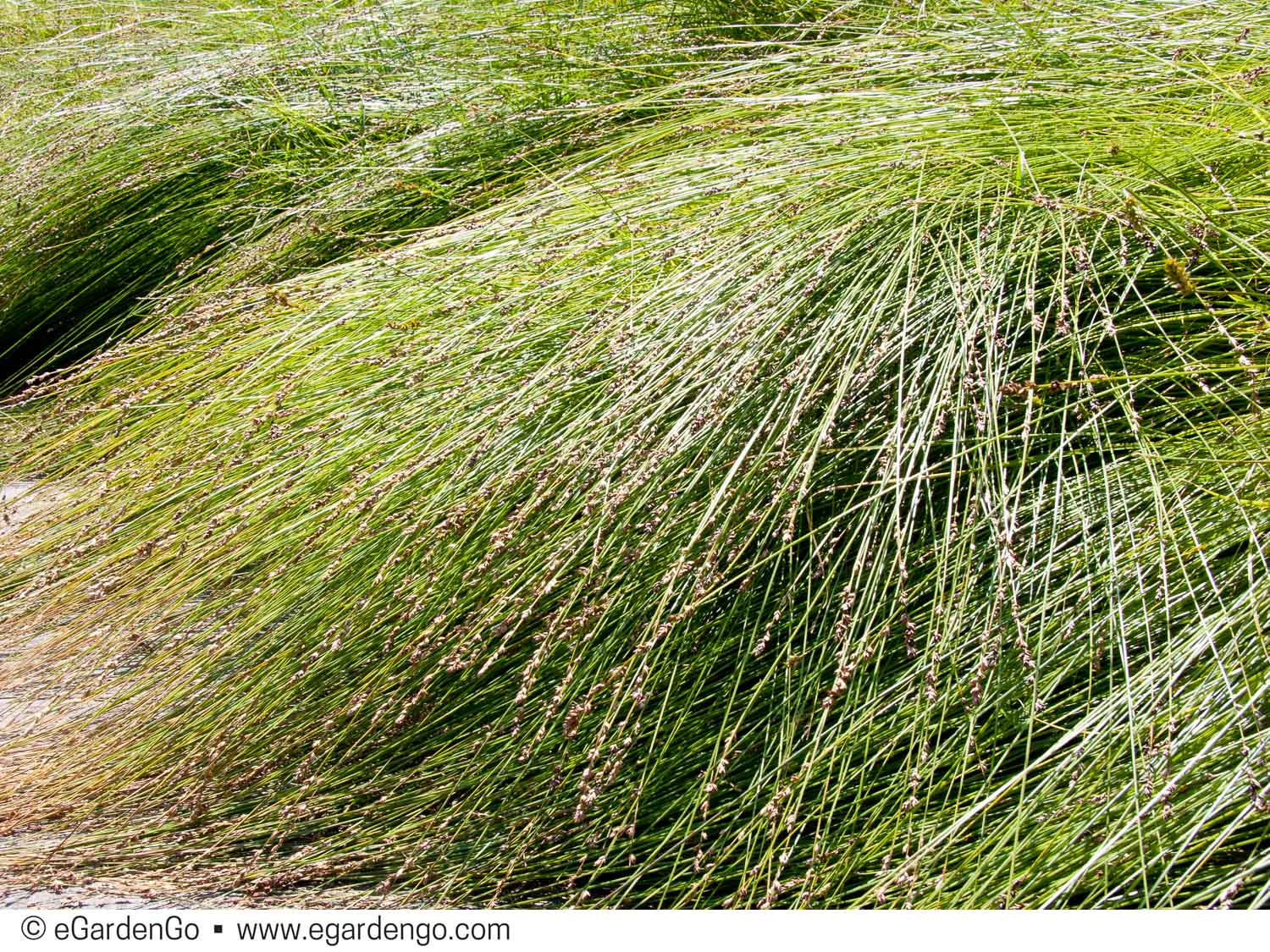 Carex Tumulicola
