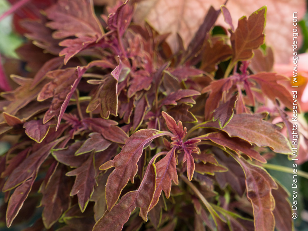 Solenostemon Fiona Coleus