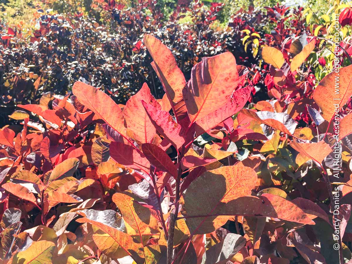 Cotinus Grace