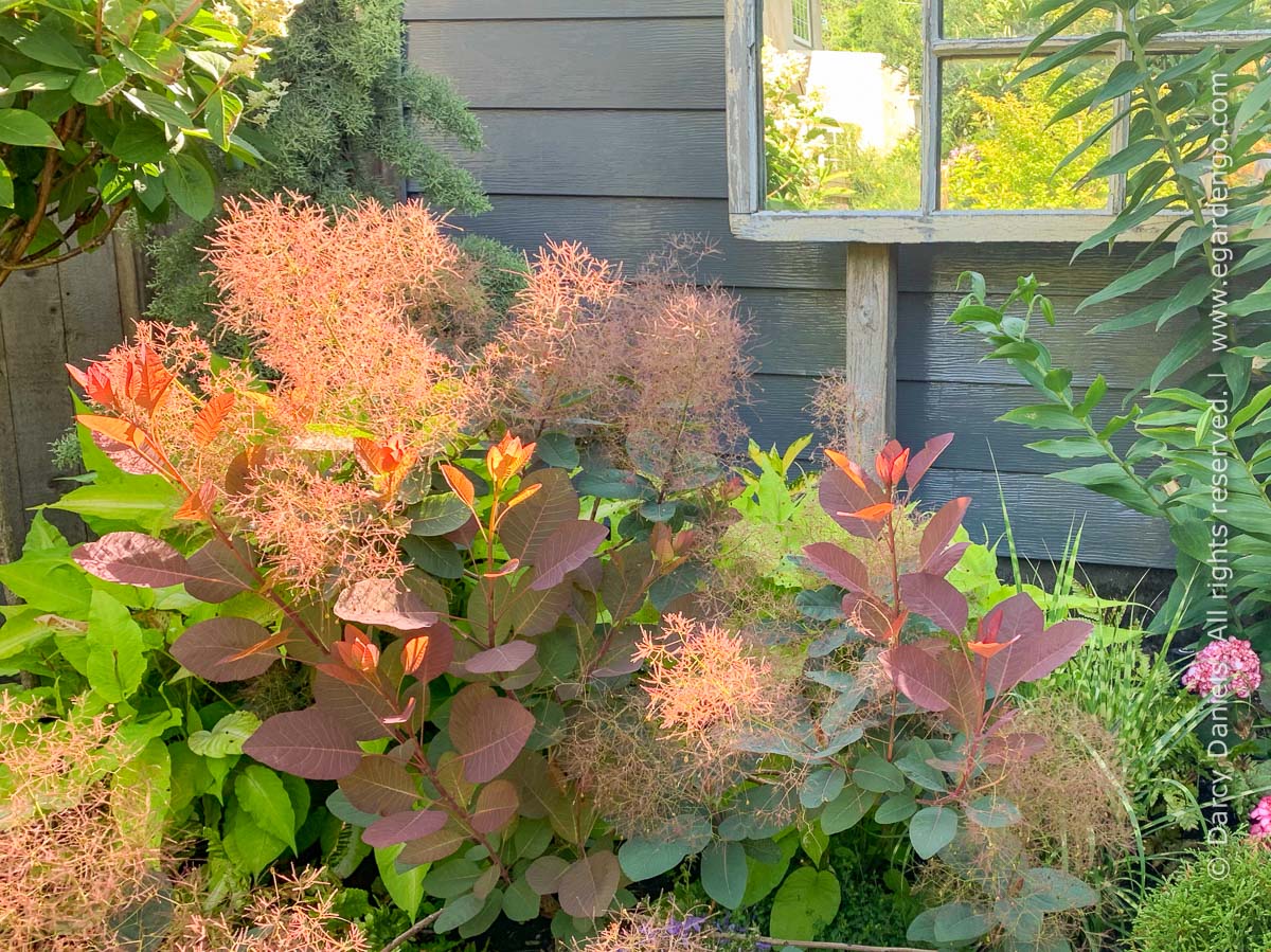 Cotinus Grace