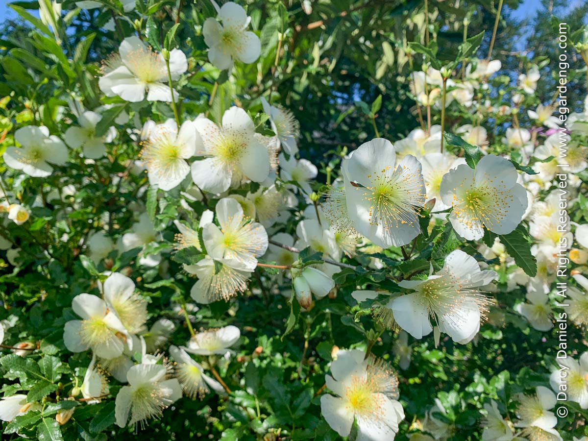 Eucryphia glutinosa