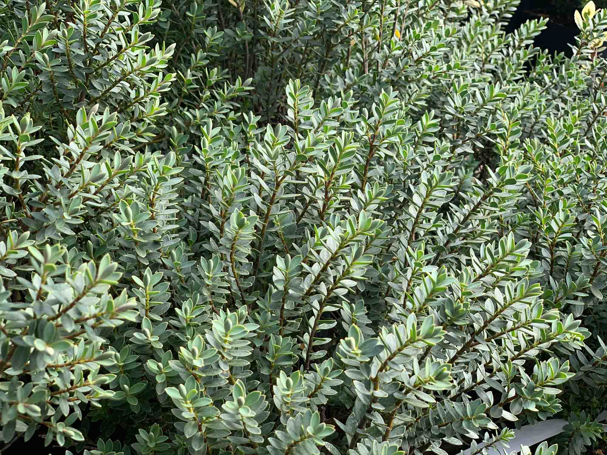 Hebe 'Western Hills'