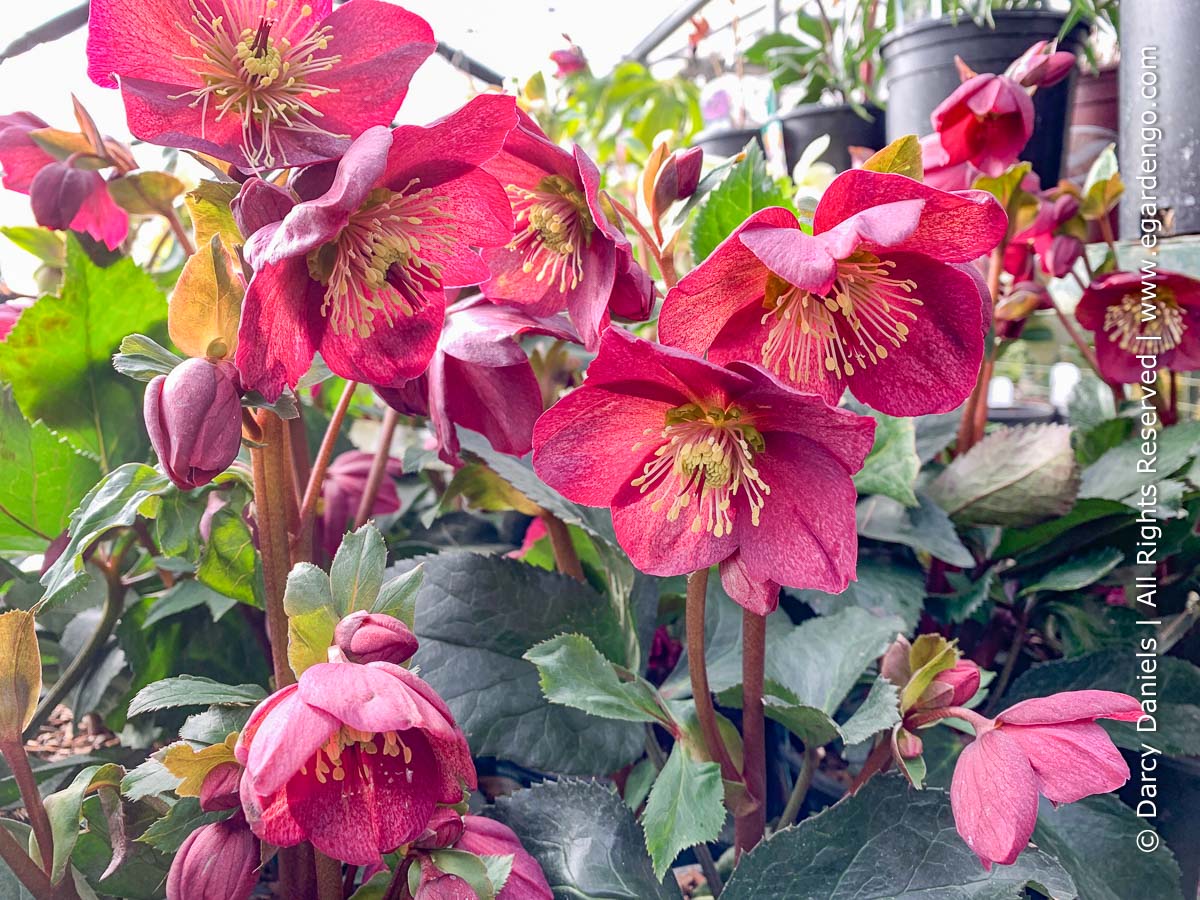 Helleborus x glandorfensis Ice N' Roses Red
