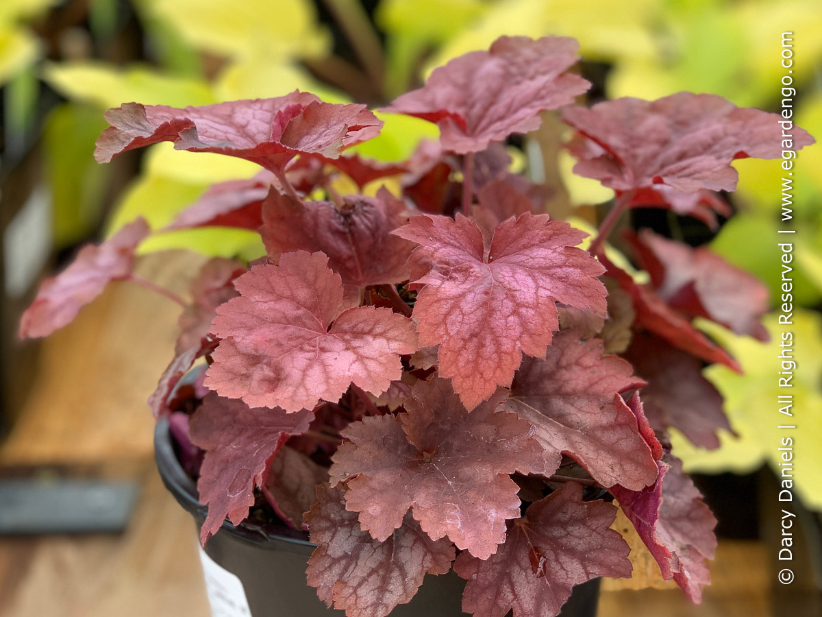 Heuchera 'Carnival Watermelon'