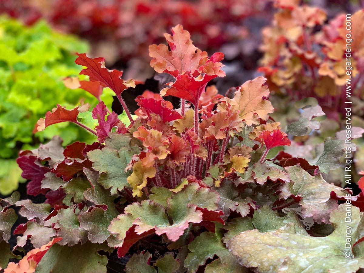 Heuchera 'Marmalade'