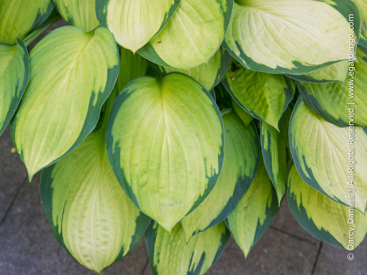 Woodland Foliage Combo of Red Maple, Golden Hosta, and Japanese Forest ...