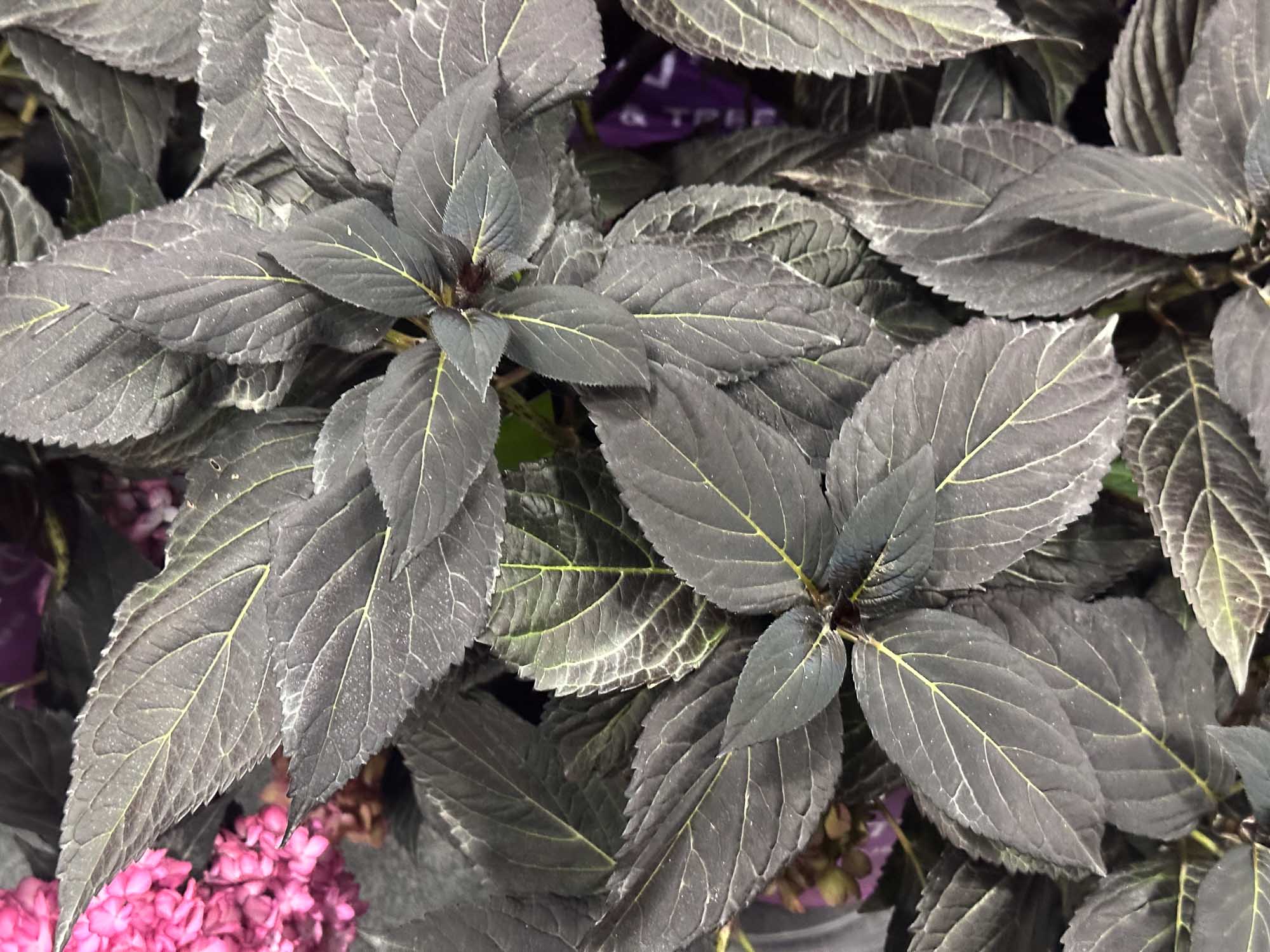 Hydrangea macrophylla 'Bailmacseven' Eclipse