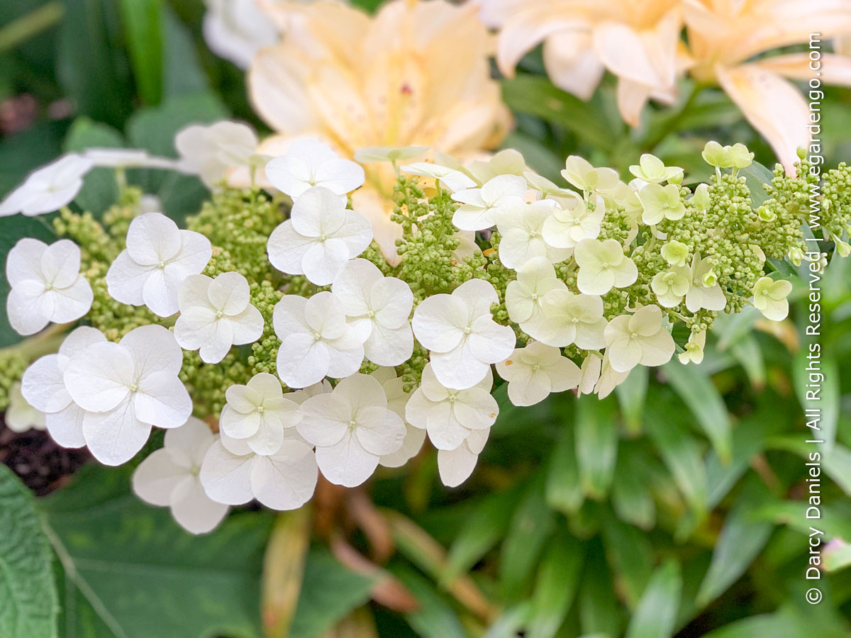 Hydrangea quercifolia 'Ruby Slippers'