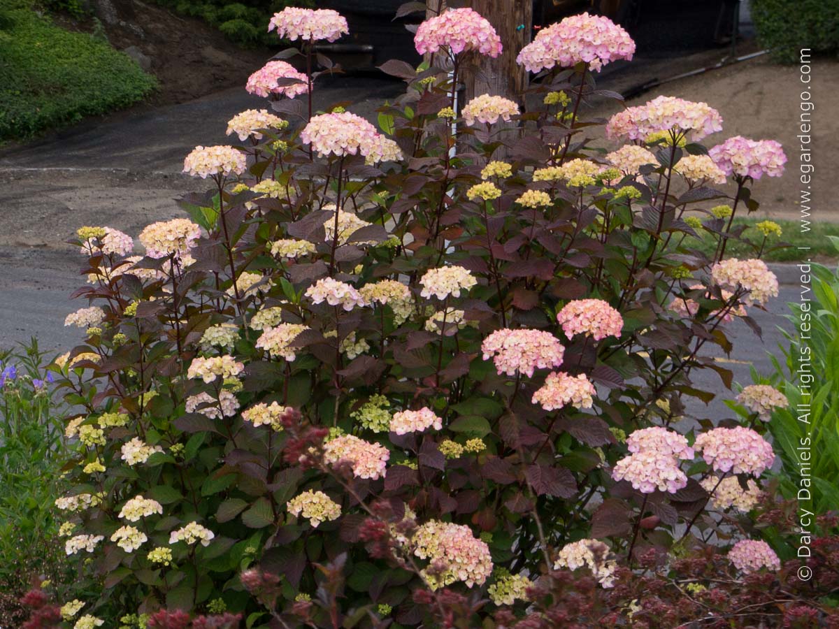 Hydrangea serrata Preziosa