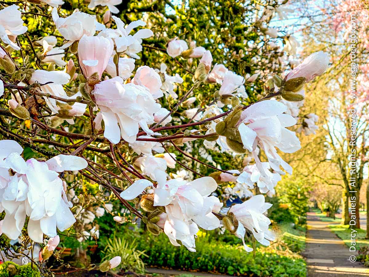 Magnolia stellata 'Royal Star'