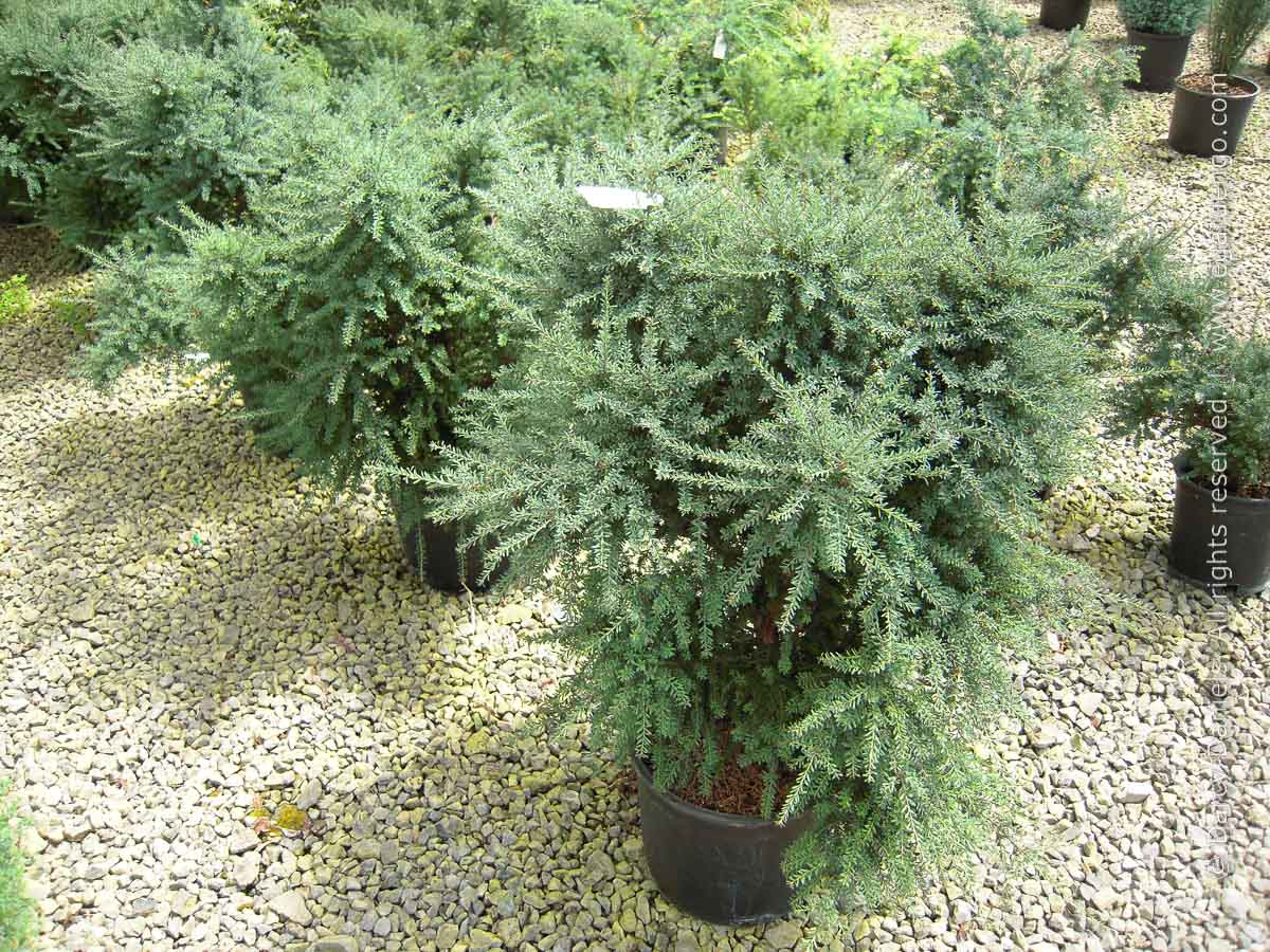 Podocarpus lawrencei ‘Red Tip’