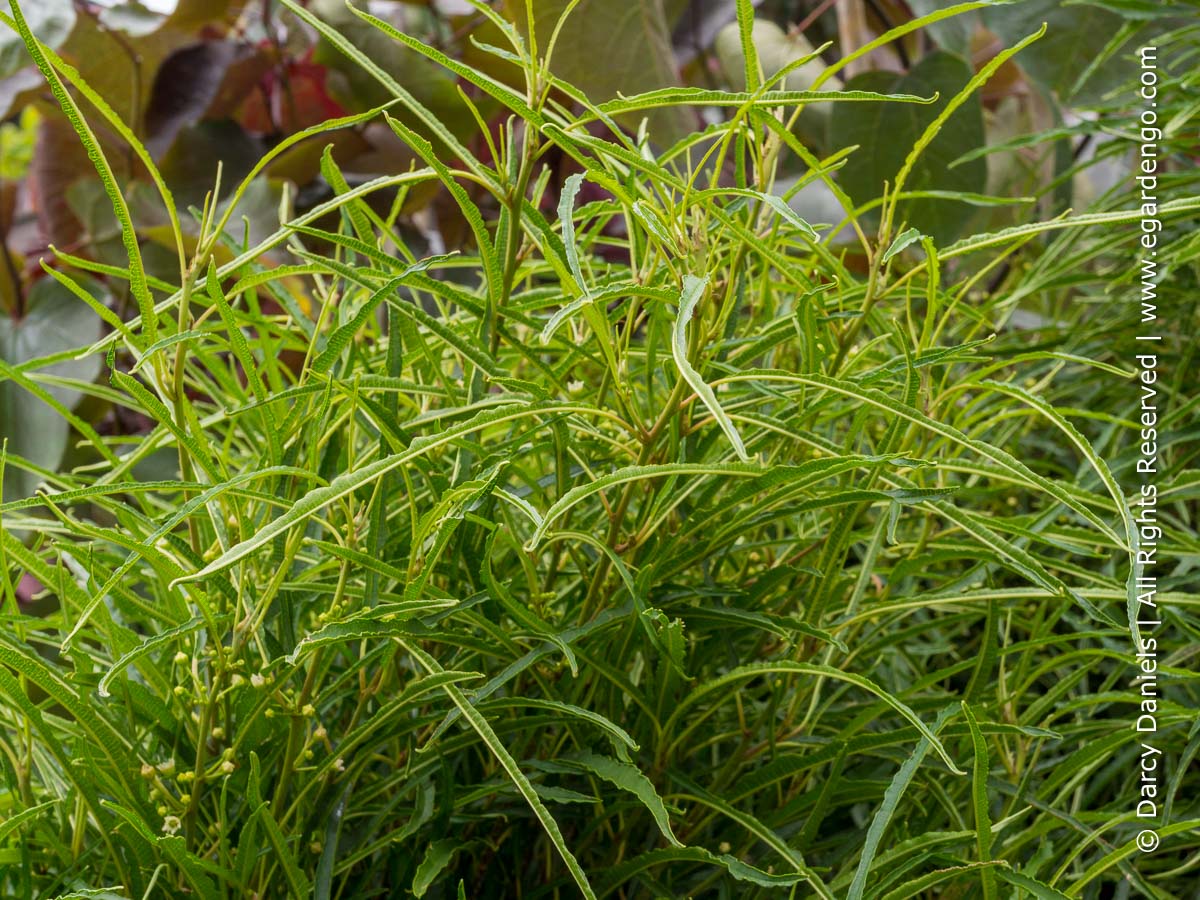 Rhamnus frangula 'Ron Williams' FINE LINE