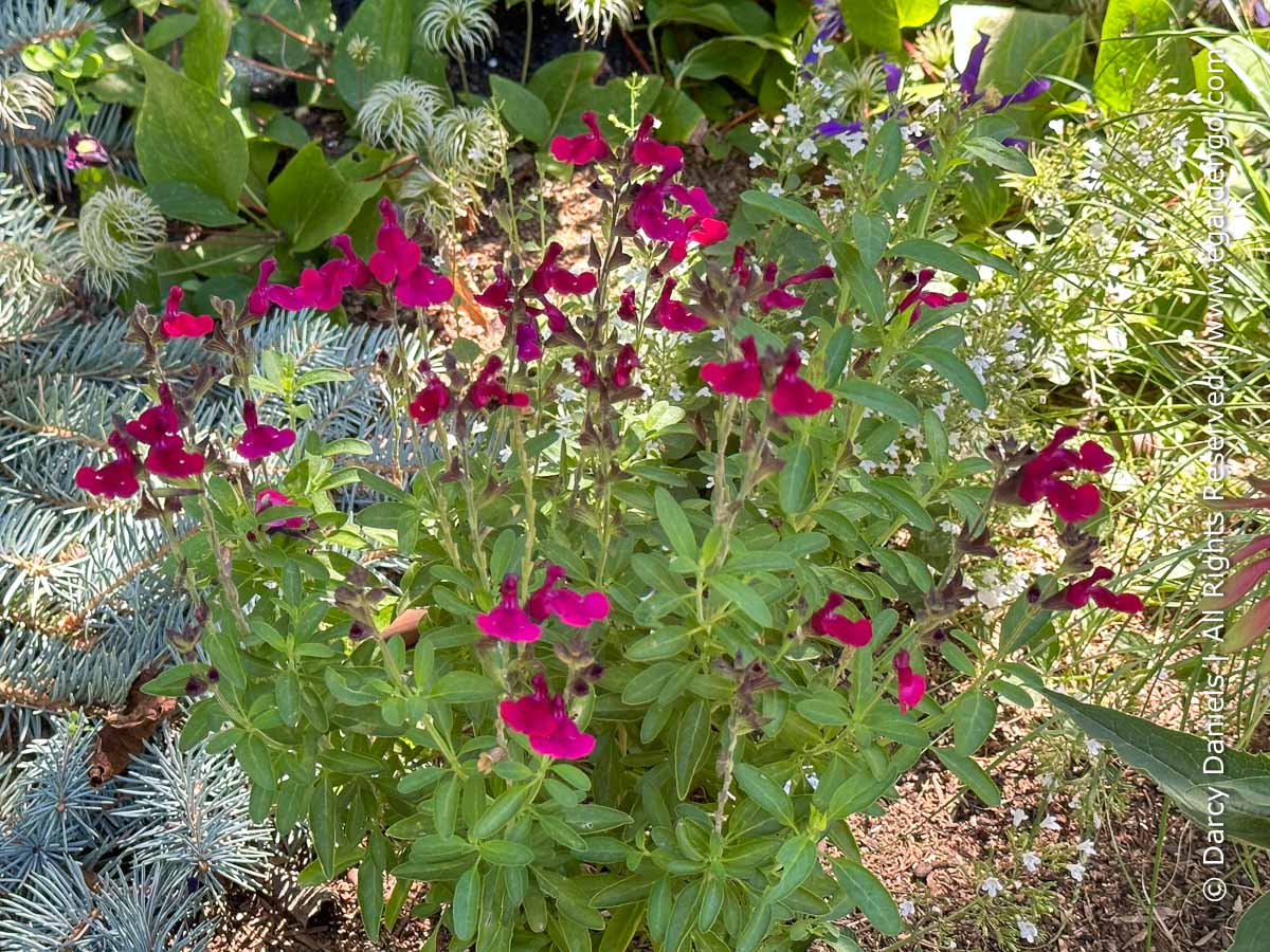 Salvia greggii Mirage™ Burgundy