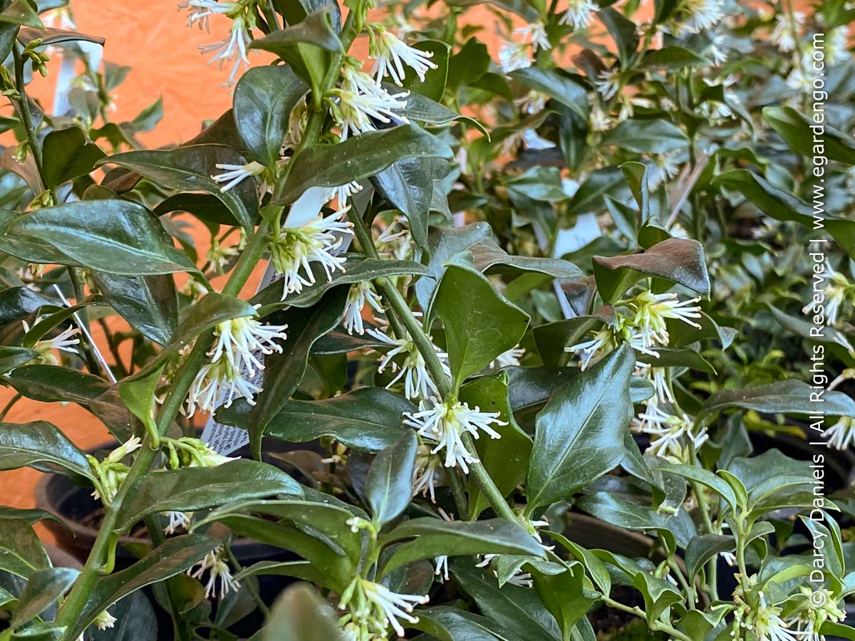 Sarcococca ruscifolia