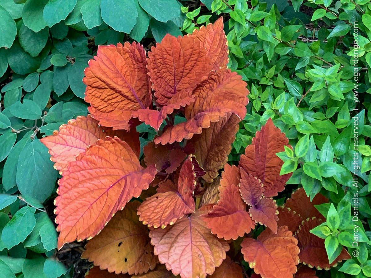 Solenostemon Coleus 'Inferno'