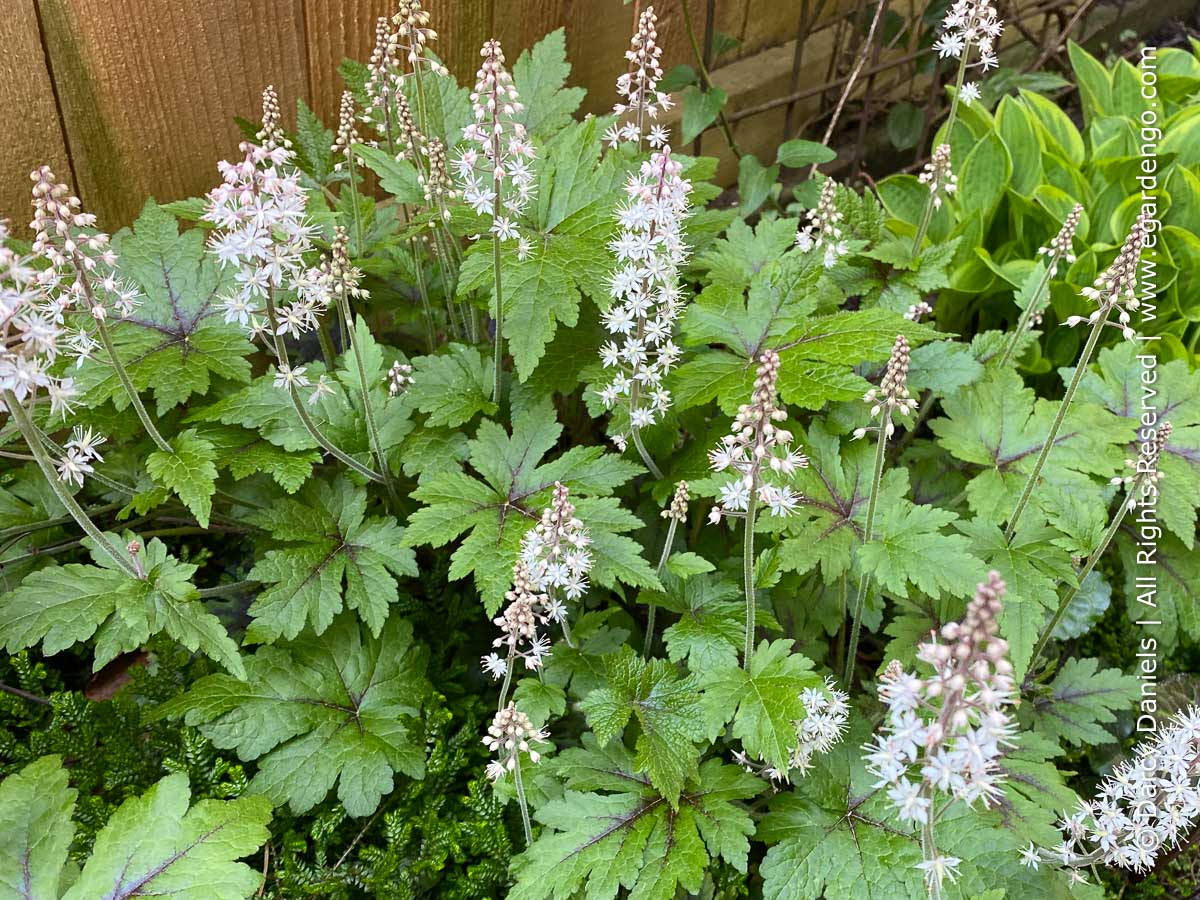 Tiarella 'Neon Lights'