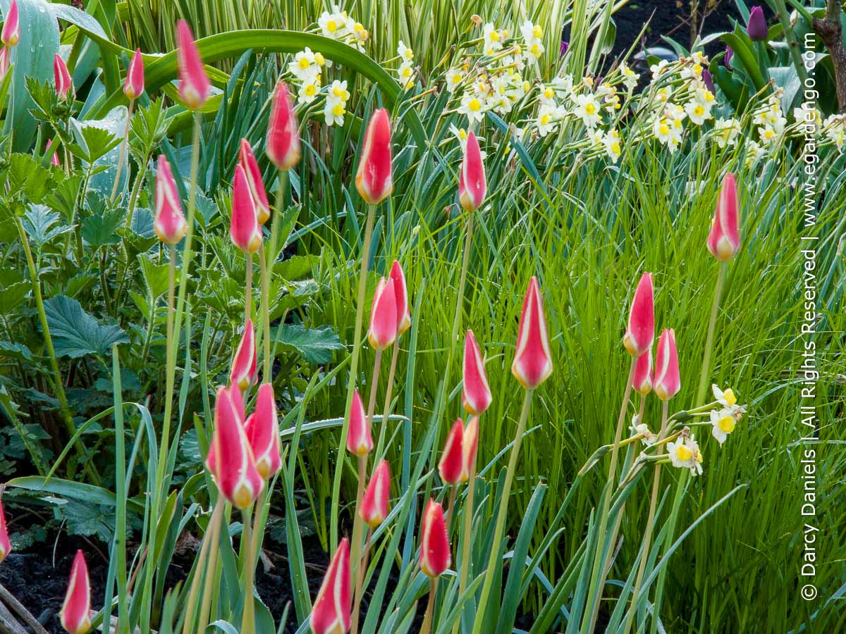 Tulipa clusiana 'Tinka'