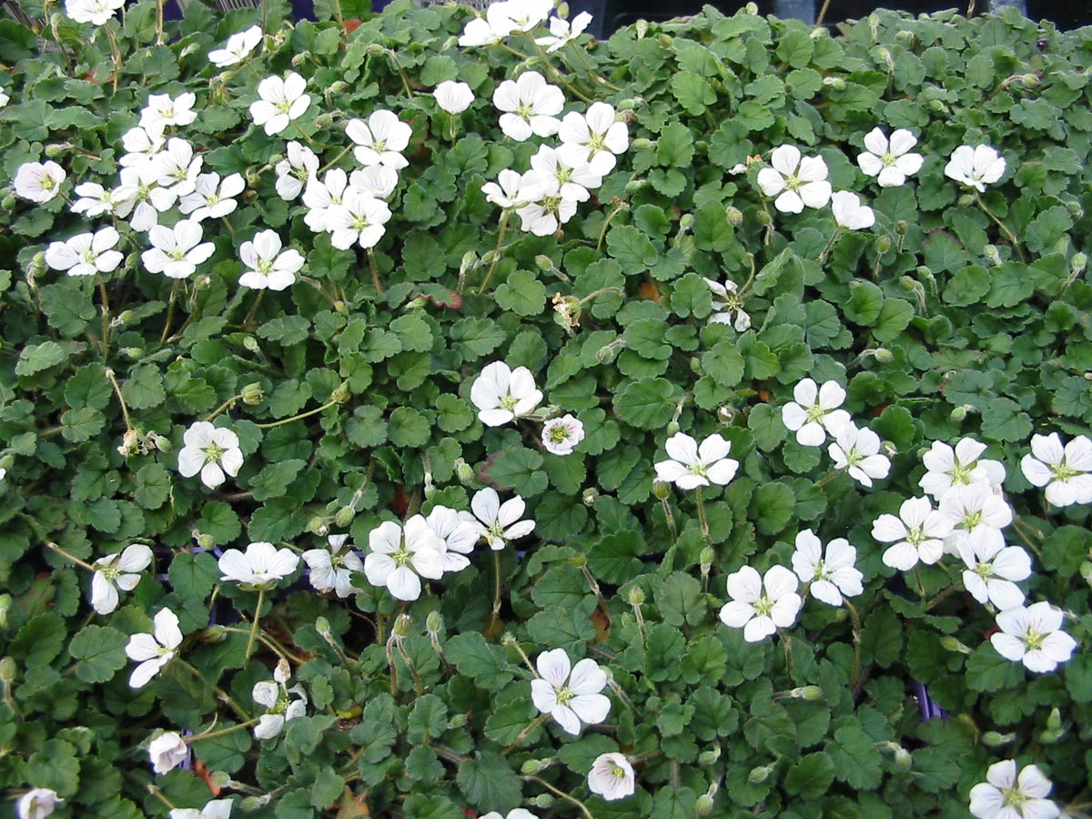 Erodium reichardii 'Alba'
