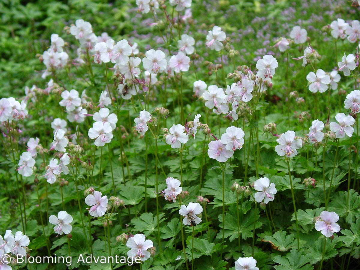 Geranium × cantabrigiense 'Biokovo' Geranium × cantabrigiense 'Biokovo'