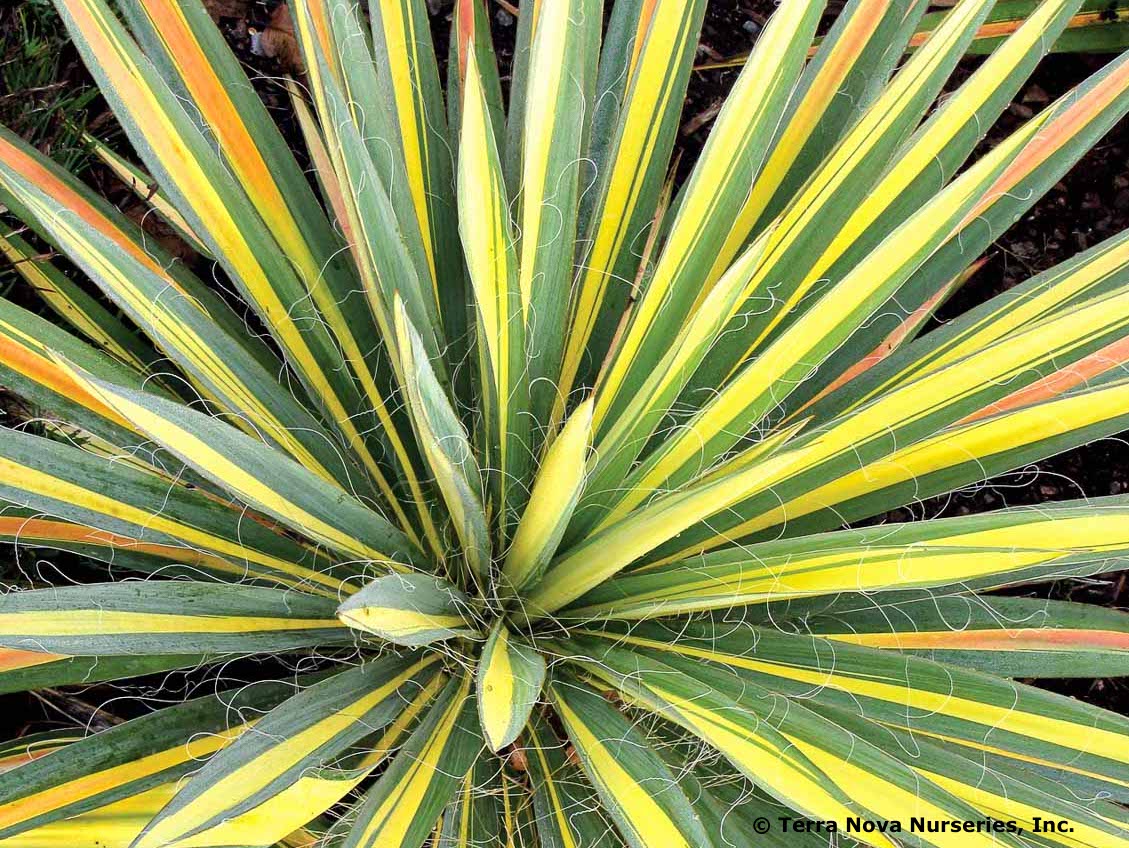 Yucca filamentosa 'Color Guard'