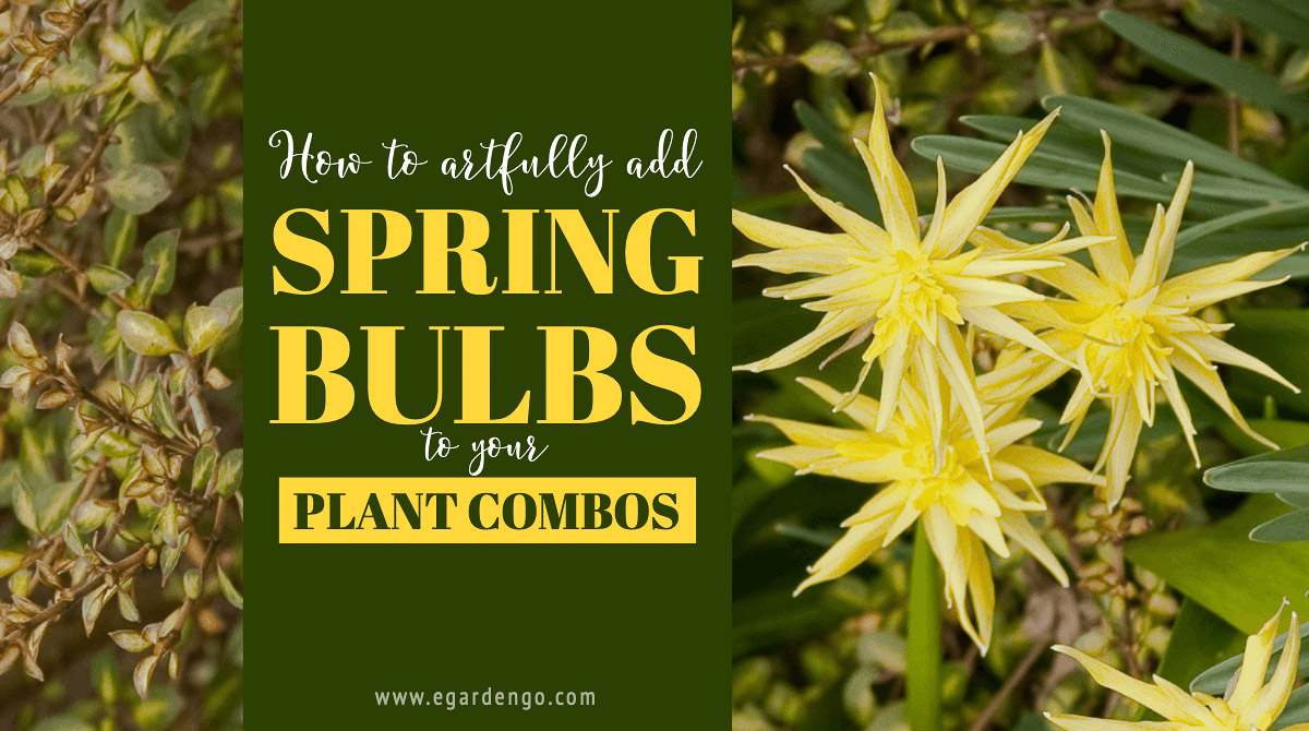 How to Artfully Add Bulbs to Plant Combinations